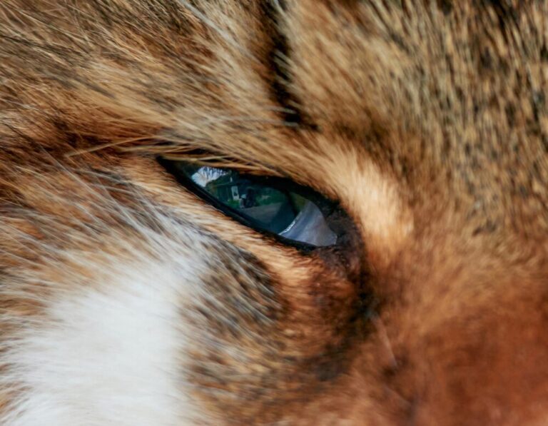 Tygrysie oko: odkryj jego magiczne właściwości